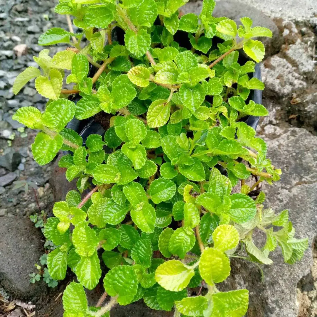 How To Get Rid Of Creeping Charlie In Lawn
