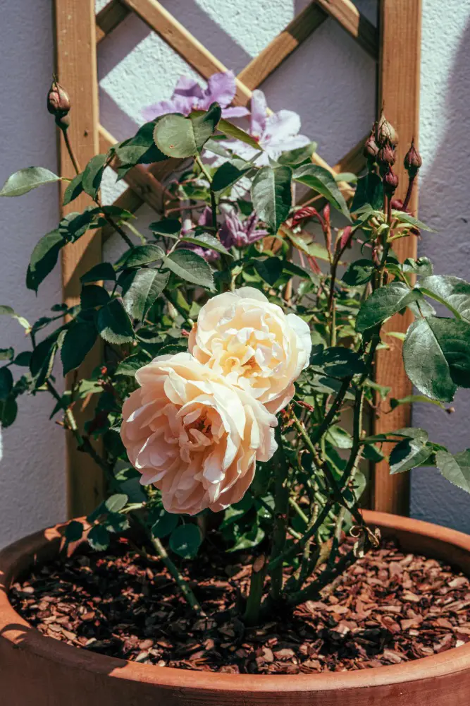 How to Deadhead Roses? A Step By Step Guide